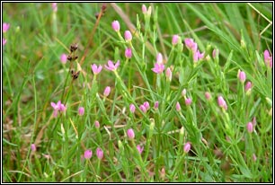 Irish Wildflowers - Lesser Centaury, Centaurium pulchellum