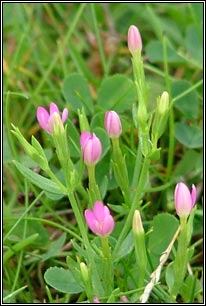 Irish Wildflowers - Lesser Centaury, Centaurium pulchellum