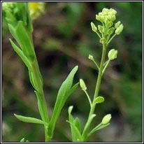 Irish Wildflowers - Narrow-leaved Pepperwort, Lepidium ruderale