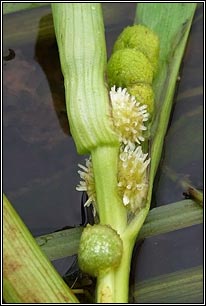 Irish Wildflowers - Unbranched Bur-reed, Sparganium emersum