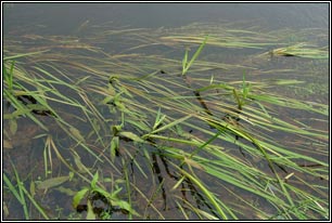 Irish Wildflowers - Unbranched Bur-reed, Sparganium emersum