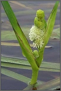 Irish Wildflowers - Unbranched Bur-reed, Sparganium emersum