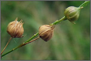 Irish Wildflowers - Pale Flax, Linum bienne