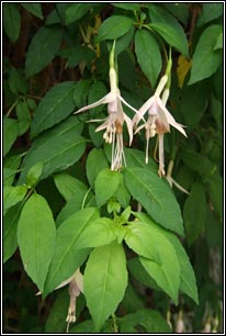 Irish Wildflowers - White Fuchsia