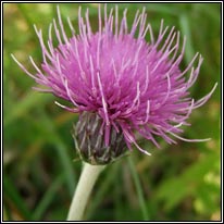 Irish Wildflowers - Meadow Thistle, Cirsium dissectum