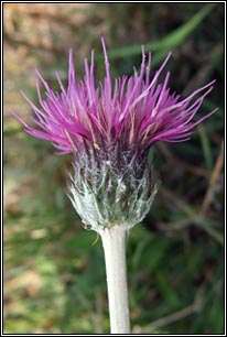 Irish Wildflowers - Meadow Thistle, Cirsium dissectum