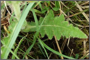 Irish Wildflowers - Meadow Thistle, Cirsium dissectum