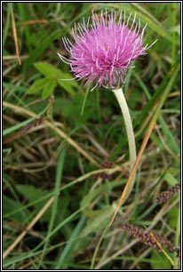 Irish Wildflowers - Meadow Thistle, Cirsium dissectum