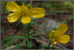 Irish Wildflowers - Goldilocks buttercup, Ranunculus auricomus