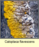 Caloplaca flavescens