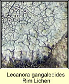 Lecanora gangaleoides