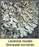 Lecanora muralis