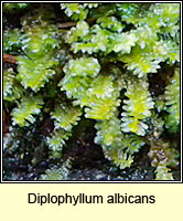 Irish Bryophytes - mosses and liverworts