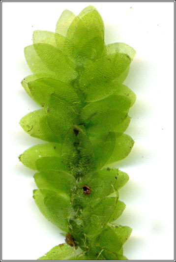 Irish moss and liverworts - Moss, Hookeria lucens