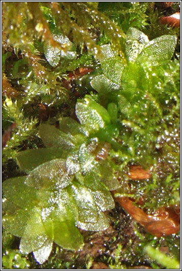 Irish moss and liverworts - Moss, Hookeria lucens