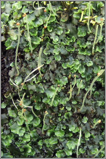 Irish moss and liverworts - Common Liverwort, Pellia epiphylla