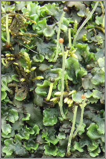 Irish moss and liverworts - Common Liverwort, Pellia epiphylla