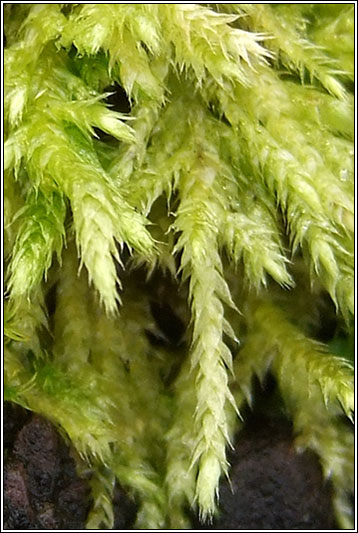 Irish moss and liverworts - Brachythecium sp