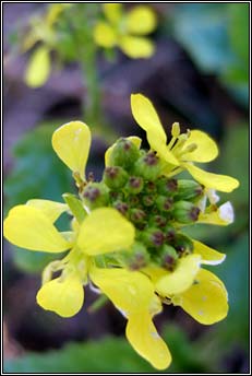 Irish Wildflowers - Charlock