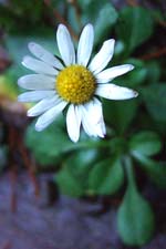 Irish Wildflowers - December wildflowers in Ireland