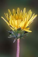 Irish Wildflowers - December wildflowers in Ireland